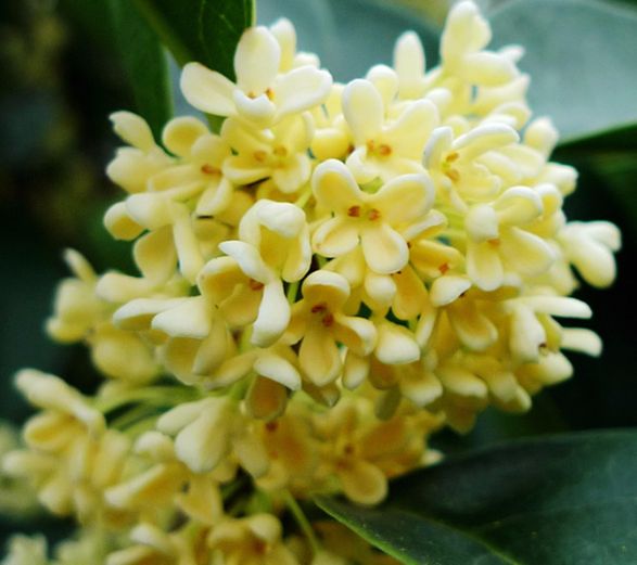 Osmanthus 桂花 Gui Hua flower - Asianfoodtrail